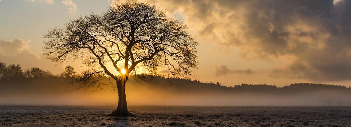 MindTree Psychology | Gold Coast Psychologists